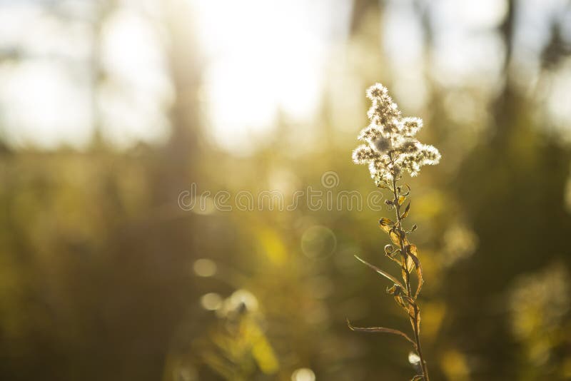 Backlit grass stock photo. Image of grass, back, sunlight - 46582742