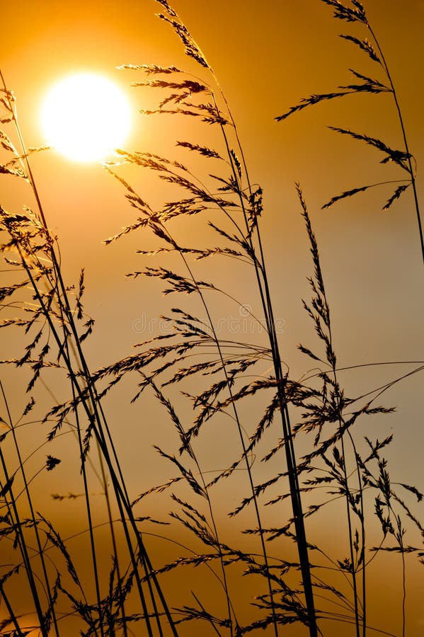 Backlit grass by the sun stock image. Image of pattern - 24577403