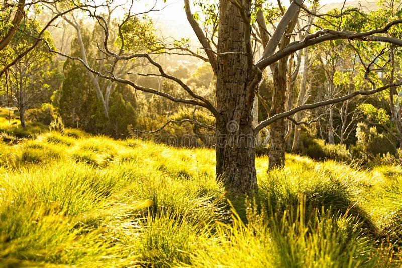 Backlit Grass and Trees by the Sun Stock Image - Image of scene ...
