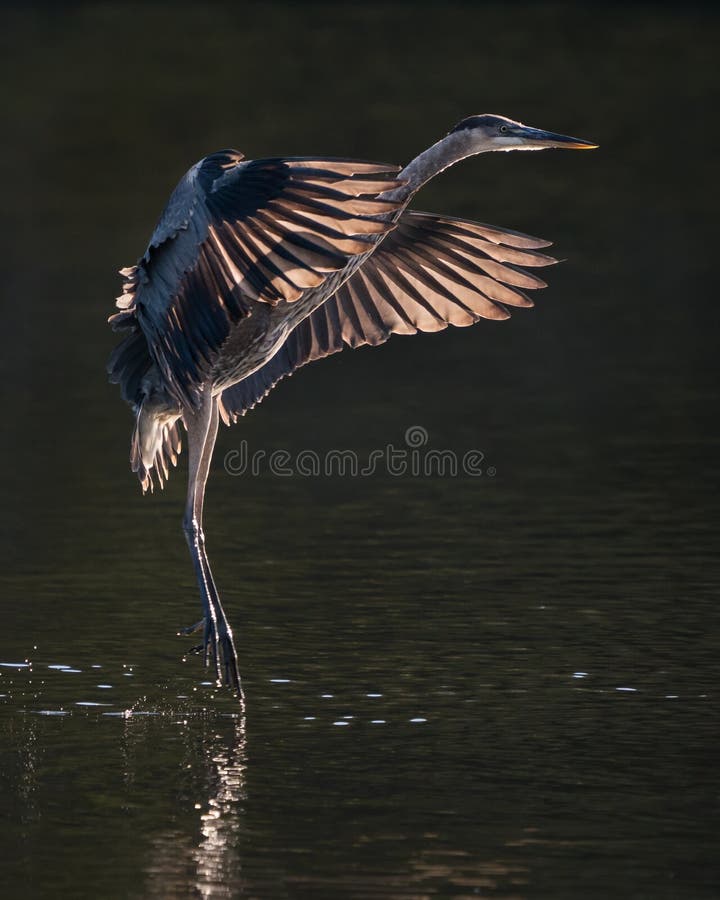 Great Blue Heron in Flight IX Stock Photo - Image of backlit, wing ...