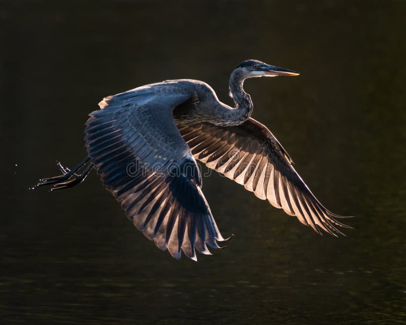 Great Blue Heron in Flight VI Stock Photo - Image of bird, wing: 110942064