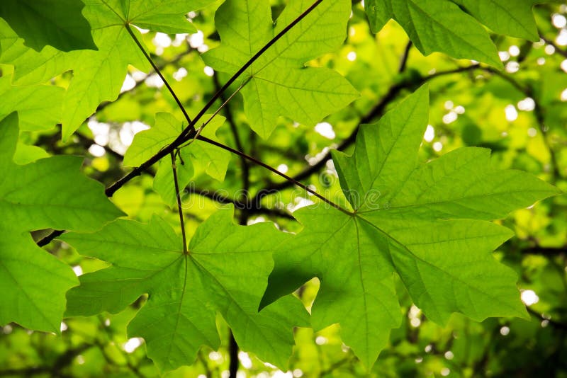 Backlit Green Bigleaf Maple Leaf Background Stock Photo - Image of ...