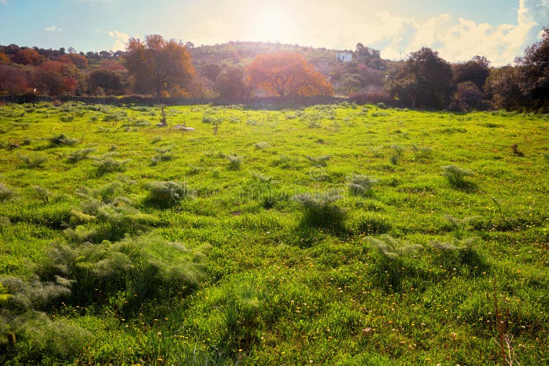 Backlit Green Empty Field in Sunset Stock Photo - Image of plant ...