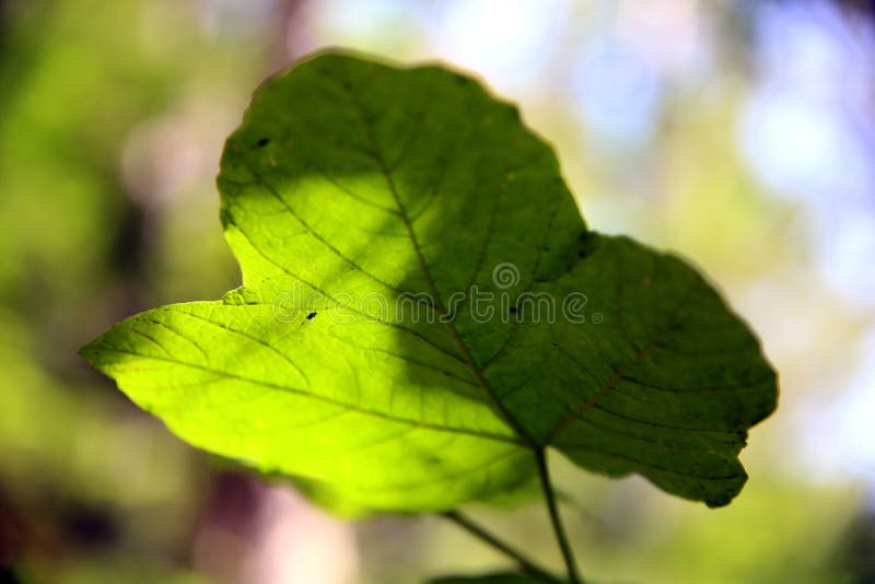 A Backlit Leaf in the Woods Stock Photo - Image of calm, botany: 197084754
