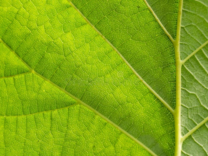 Backlit Green Leaf from Underside Stock Photo - Image of bright, lines ...