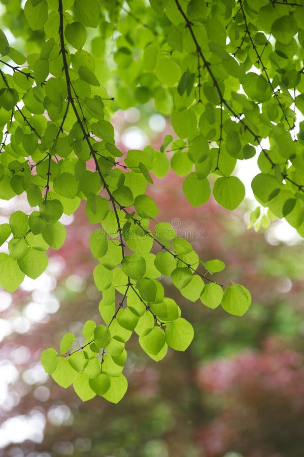 Fresh Leaves Spring Free Stock Photos & Pictures, Fresh Leaves Spring ...