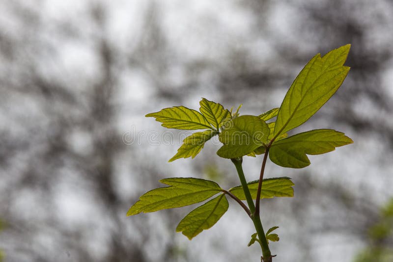 Backlit Green leaves stock image. Image of natural, concept - 256108971
