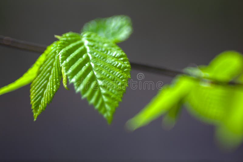 Backlit Green leaves stock image. Image of macro, green - 256108955