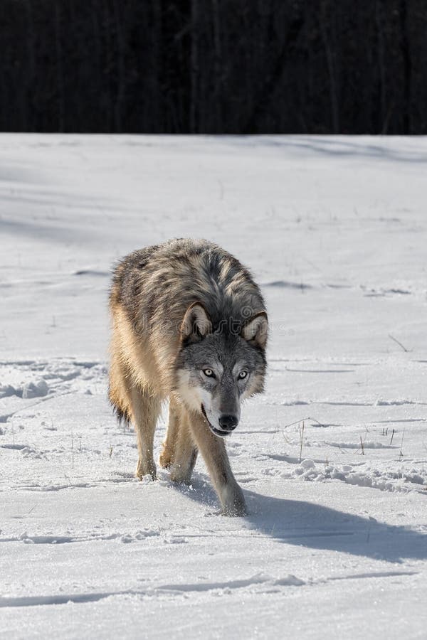 Backlit Grey Wolf (Canis Lupus) Trots Forward in Snow Winter Stock ...
