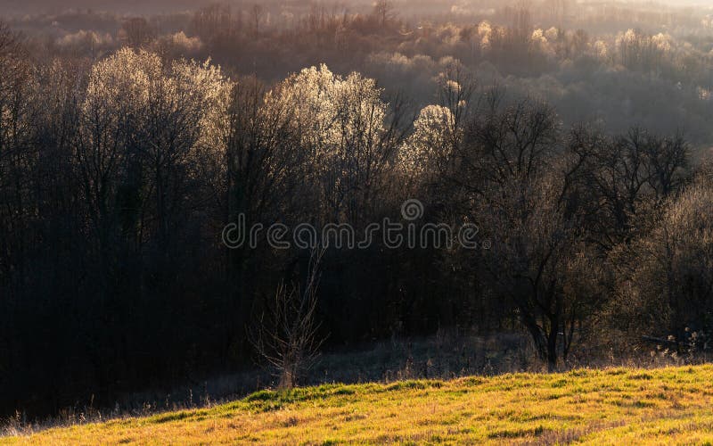 Backlit Hazel Trees in Forest in Early Spring Stock Photo - Image of ...