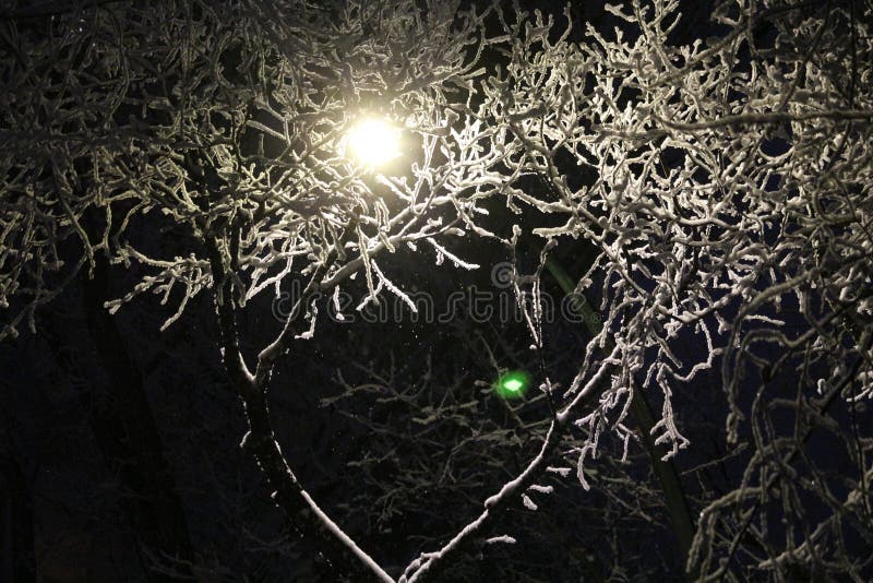 Backlit Heavy Frosted Tree Branches Nighttime Stock Photo - Image of ...