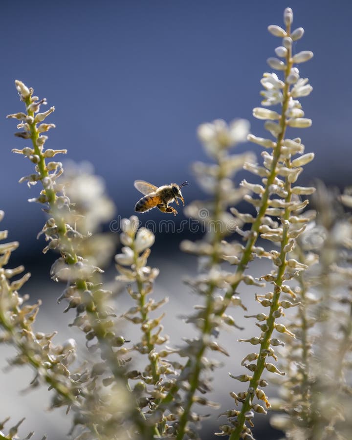 Backlit Honey Bee Flying Towards White Flowers, Fluttering Wings with ...