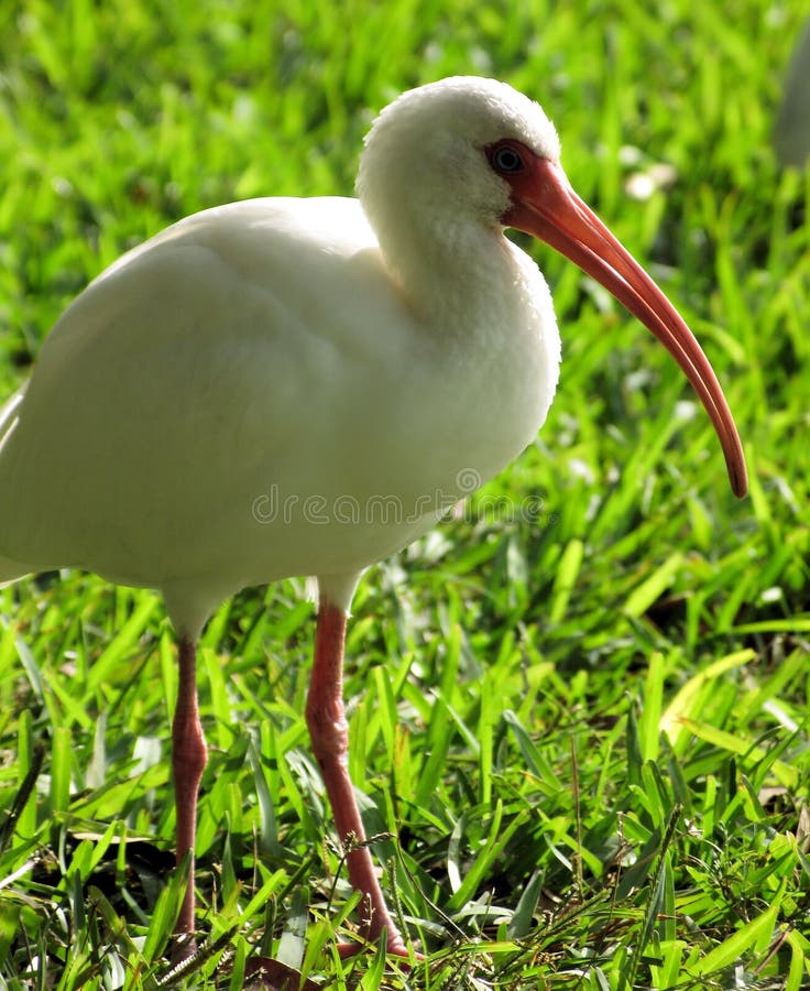 Backlit Ibis stock photo. Image of feathers, beak, long - 4582780
