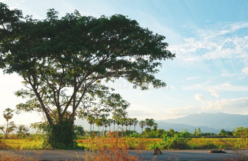 Backlit Image of Big Tree on a Road Stock Photo - Image of sunny, blue ...