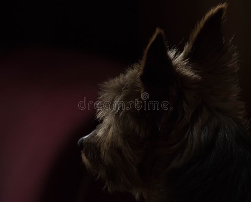 Yorkie Graphic Stock Photos - Free & Royalty-Free Stock Photos from ...