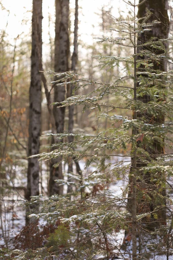 A Backlit Image of a Sparse Pine in a Canadian Forest Stock Image ...
