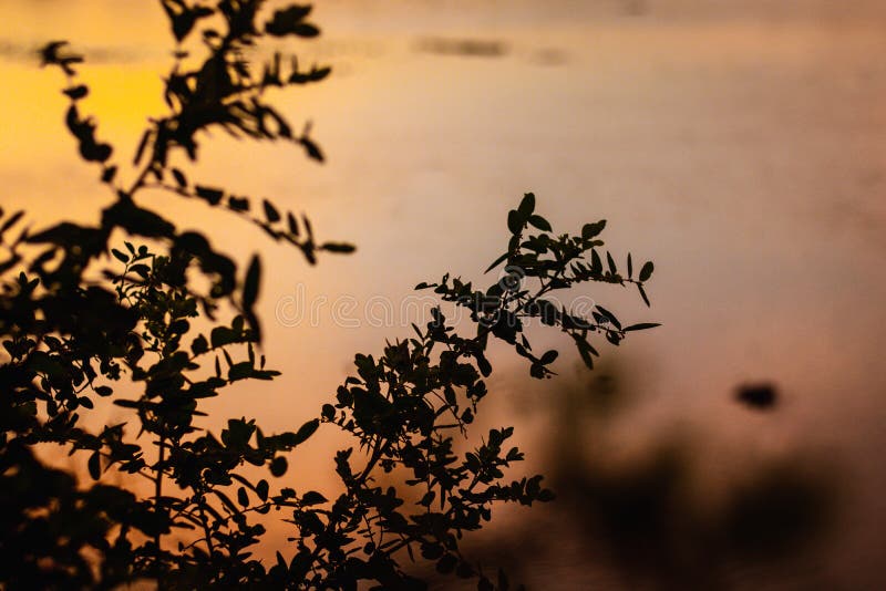 Backlit Image of a Sunset View with the Shadow of a Branch with Leaves ...