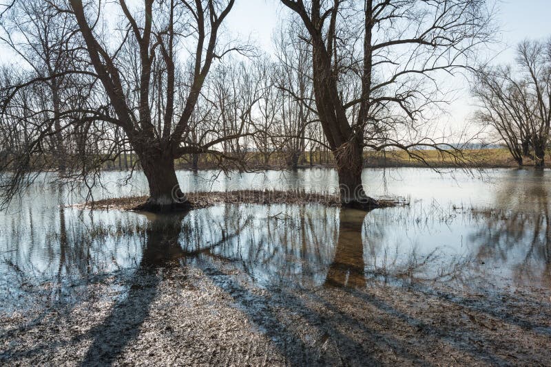 Backlit Image of Tree Silhouettes Reflected in the Water Surface Stock ...
