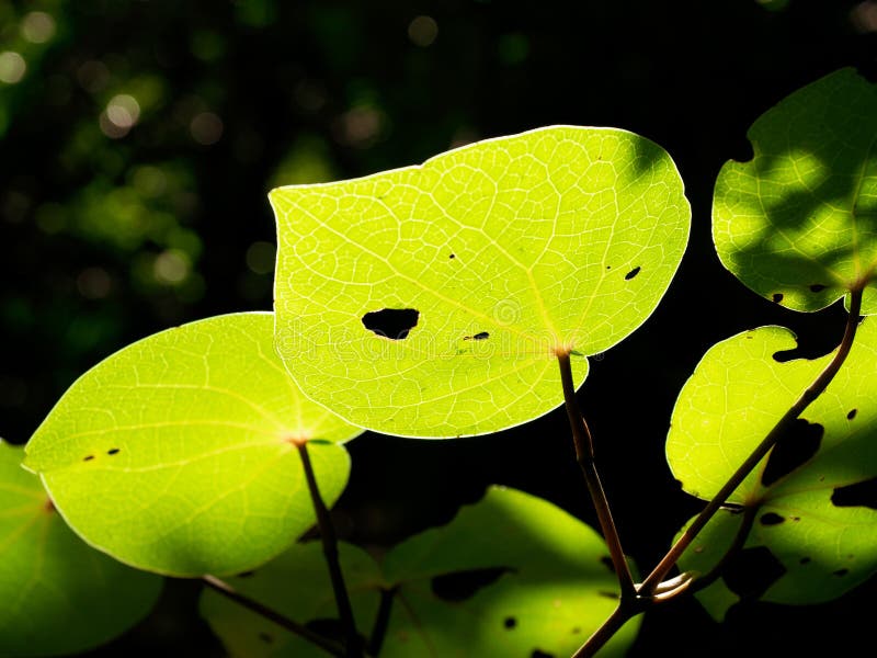 Backlit Kawakawa (macropiper Excelsum) Leaf Stock Image - Image of ...
