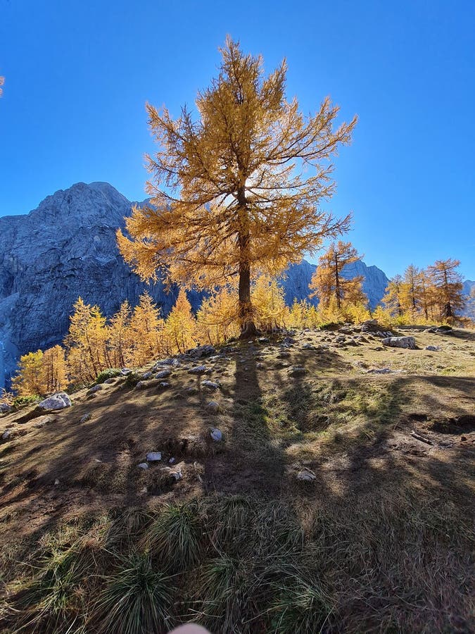 Backlit Larch Tree in Golden Autumn Colors Stock Image - Image of ...