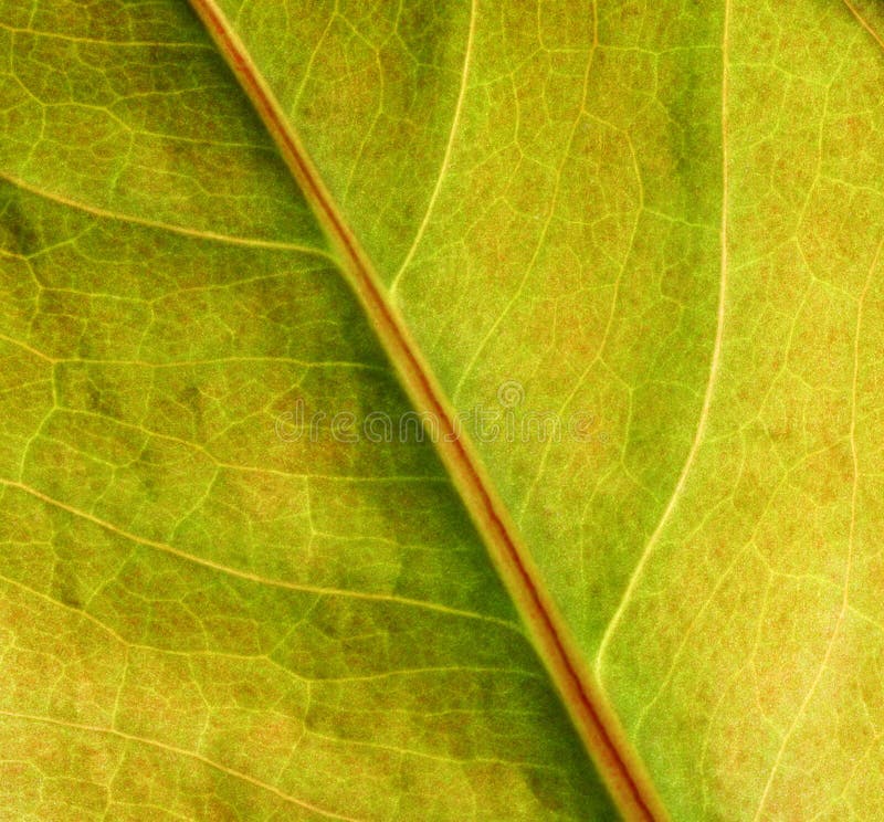 Backlit leaf macro stock photo. Image of close, stripe - 1873728