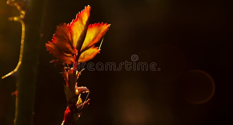 Backlit leaf stock image. Image of glowing, backlit, bush - 65780195