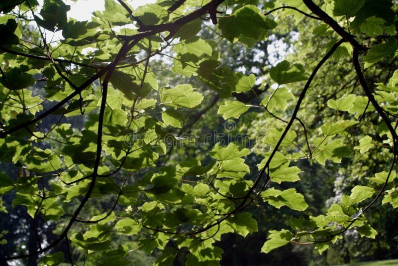 Backlit Leaves stock image. Image of trees, backlit, green - 2073597