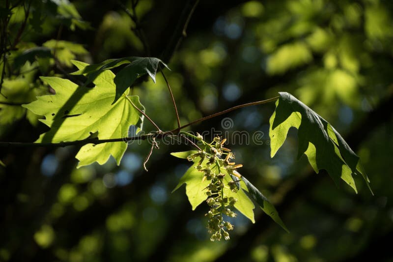 Backlit Leaves and Seedings of Bigleaf Maple on Central Connector Trail ...