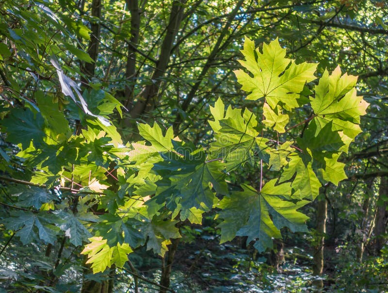 Backlit Leaves stock image. Image of abstract, nature - 75869737
