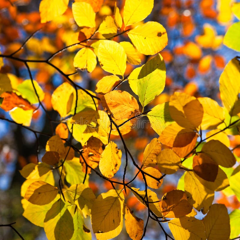 Fall Colors stock image. Image of nature, trees, glorious - 73305031