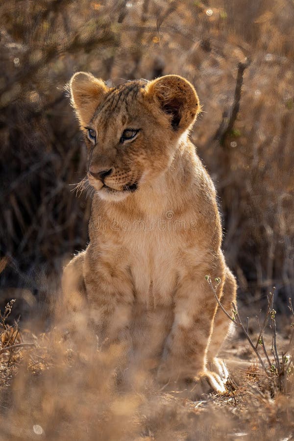 Backlit Lion Cub Sits in Dense Undergrowth Stock Photo - Image of grass ...