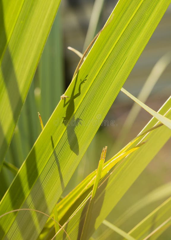 A Backlit Lizard on a Translucent Leaf Stock Photo - Image of ...