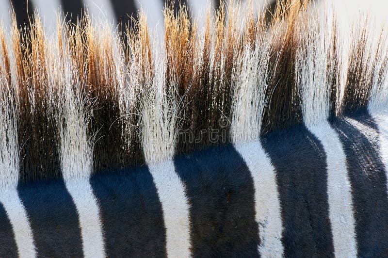 Zebra skin stock photo. Image of animal, background, pattern - 6182688