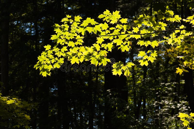 Backlit maple leaves stock photo. Image of summer, beautiful - 1243140