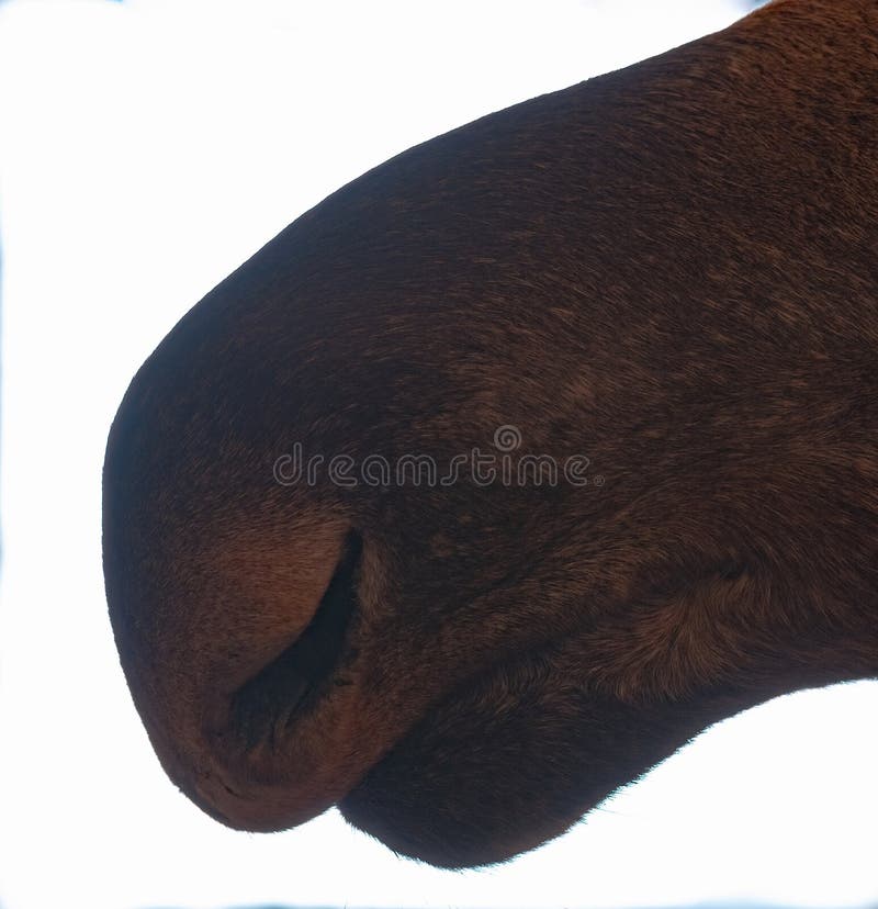 Backlit Nose and Mouth of an Elk... Stock Photo - Image of male, brown ...