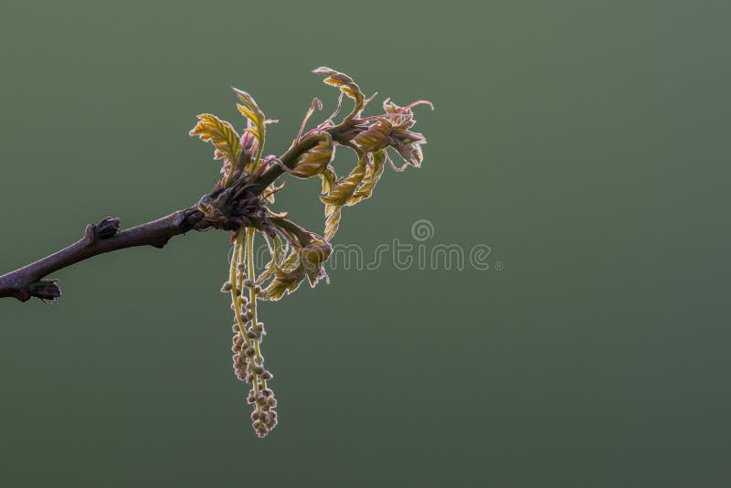 Flowering Oak Tree Buds