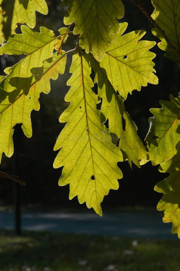 Backlit oak leaf stock photo. Image of green, orange - 173033576