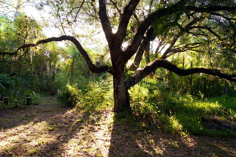 Backlit Oak Tree in Morning Stock Photo - Image of tree, trunk: 43752854