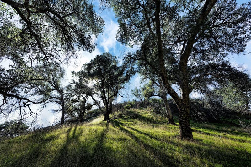 Backlit Oak Trees in California Stock Image - Image of growth, fresh ...