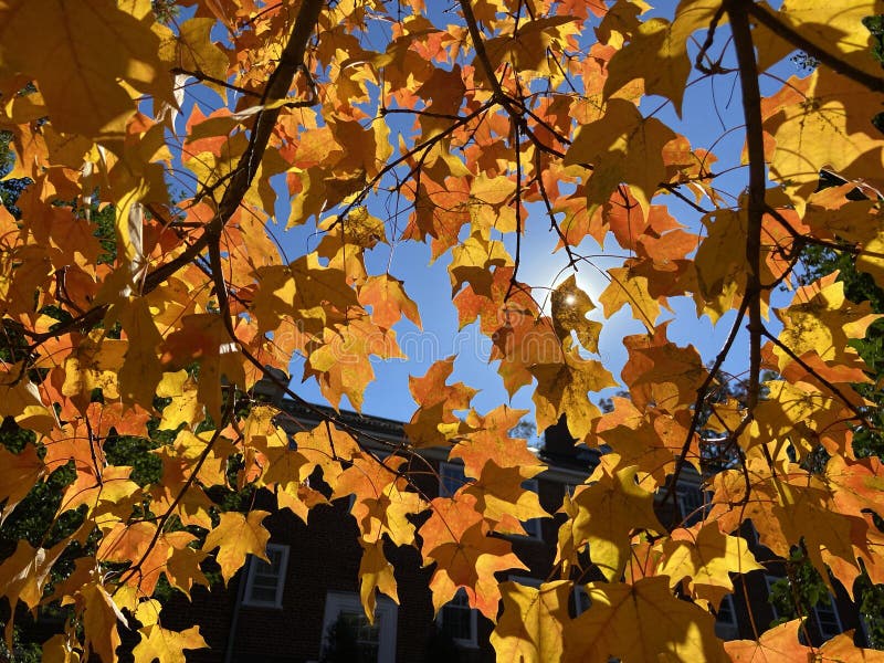 Backlit Orange Leaves Fall Foliage in October in Autumn Stock Photo ...