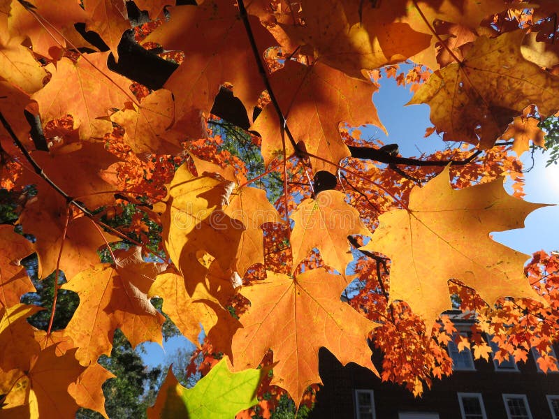 Backlit Orange Leaves in October Stock Photo - Image of orange, foliage ...