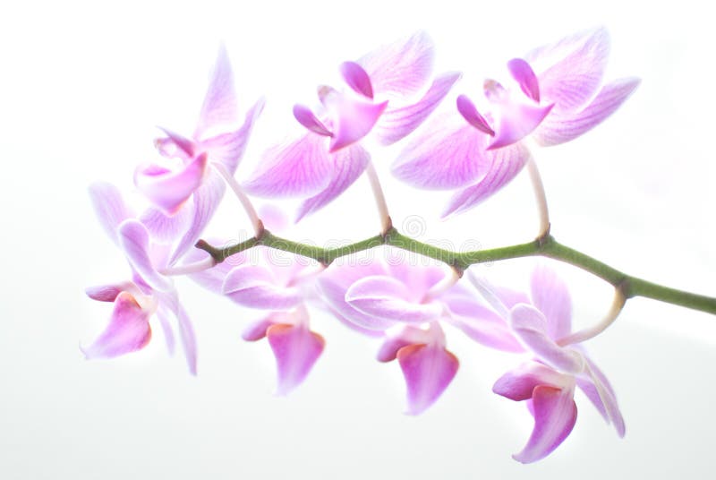 Backlit Orchid stock image. Image of high, backlit, backlighting - 96937343