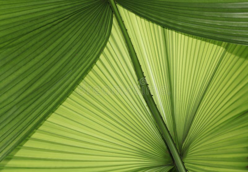 Backlit Palm Fronds Background Stock Image - Image of vegetation, flora ...