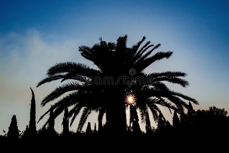 Backlit Palm Tree in Greece Stock Photo - Image of sunlight, island ...