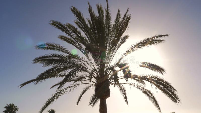 Backlit palm tree leaves stock image. Image of growing - 59810515