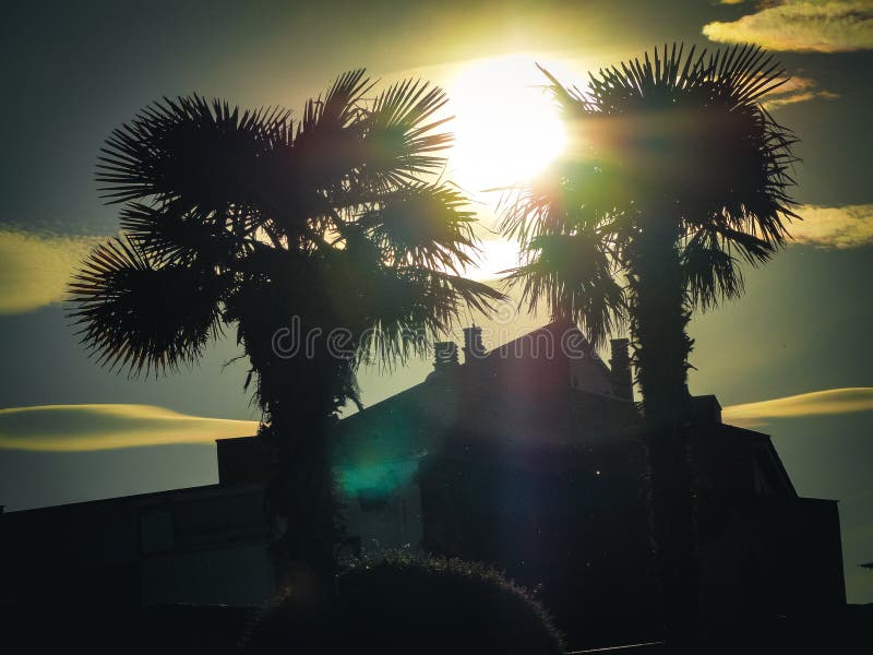 Backlit palm trees stock image. Image of palma, palm - 221021625