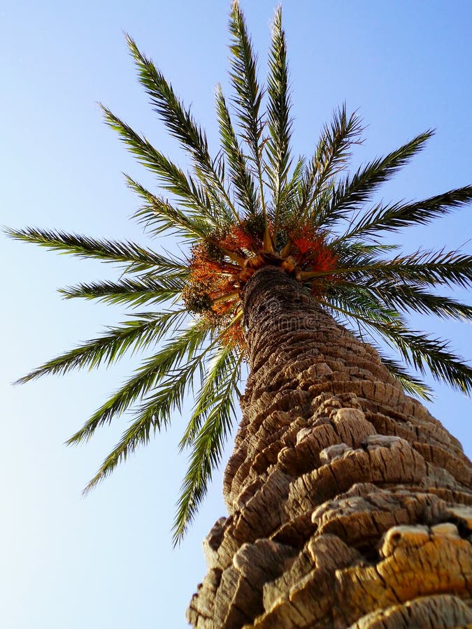 Backlit palm trees stock photo. Image of cactus, desert - 96120138