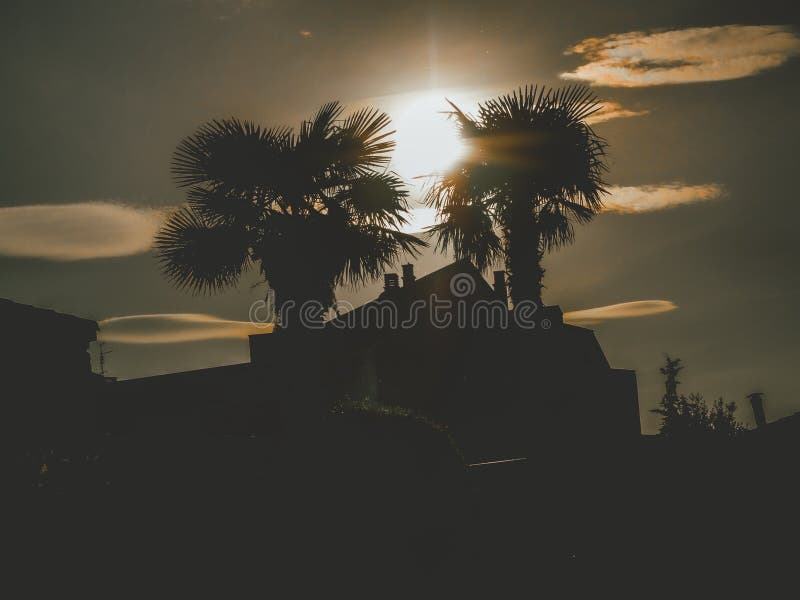 Backlit palm tree leaves stock image. Image of growing - 59810515
