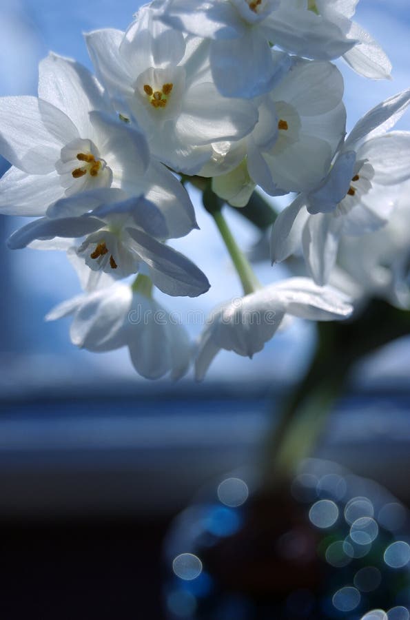Backlit Paperwhites stock photo. Image of plant, petals - 18856816