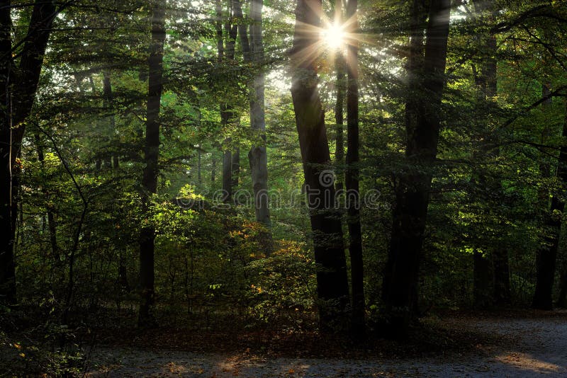 Backlit park scene stock image. Image of nature, shine - 37899495